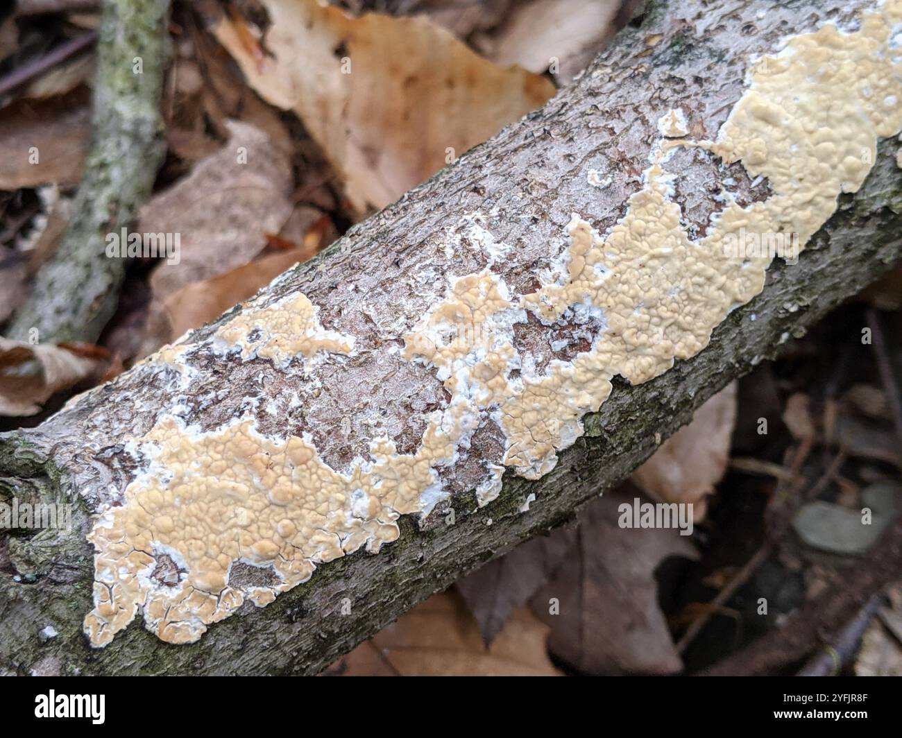 Milk-white Toothed Polypore (Irpex lacteus Stock Photo - Alamy