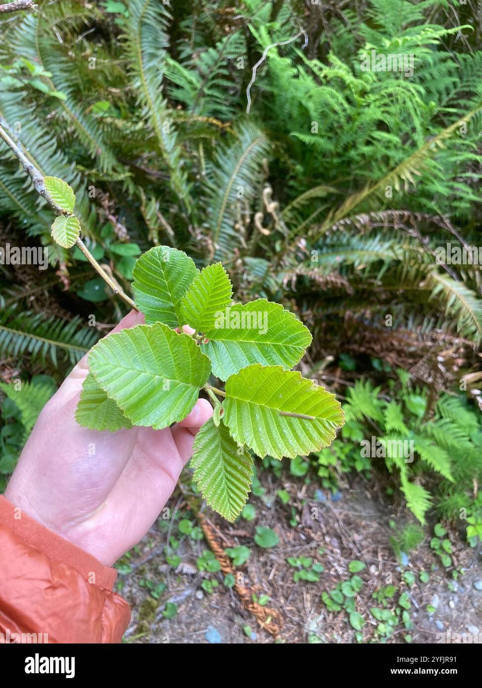 Red Alder (Alnus rubra Stock Photo - Alamy