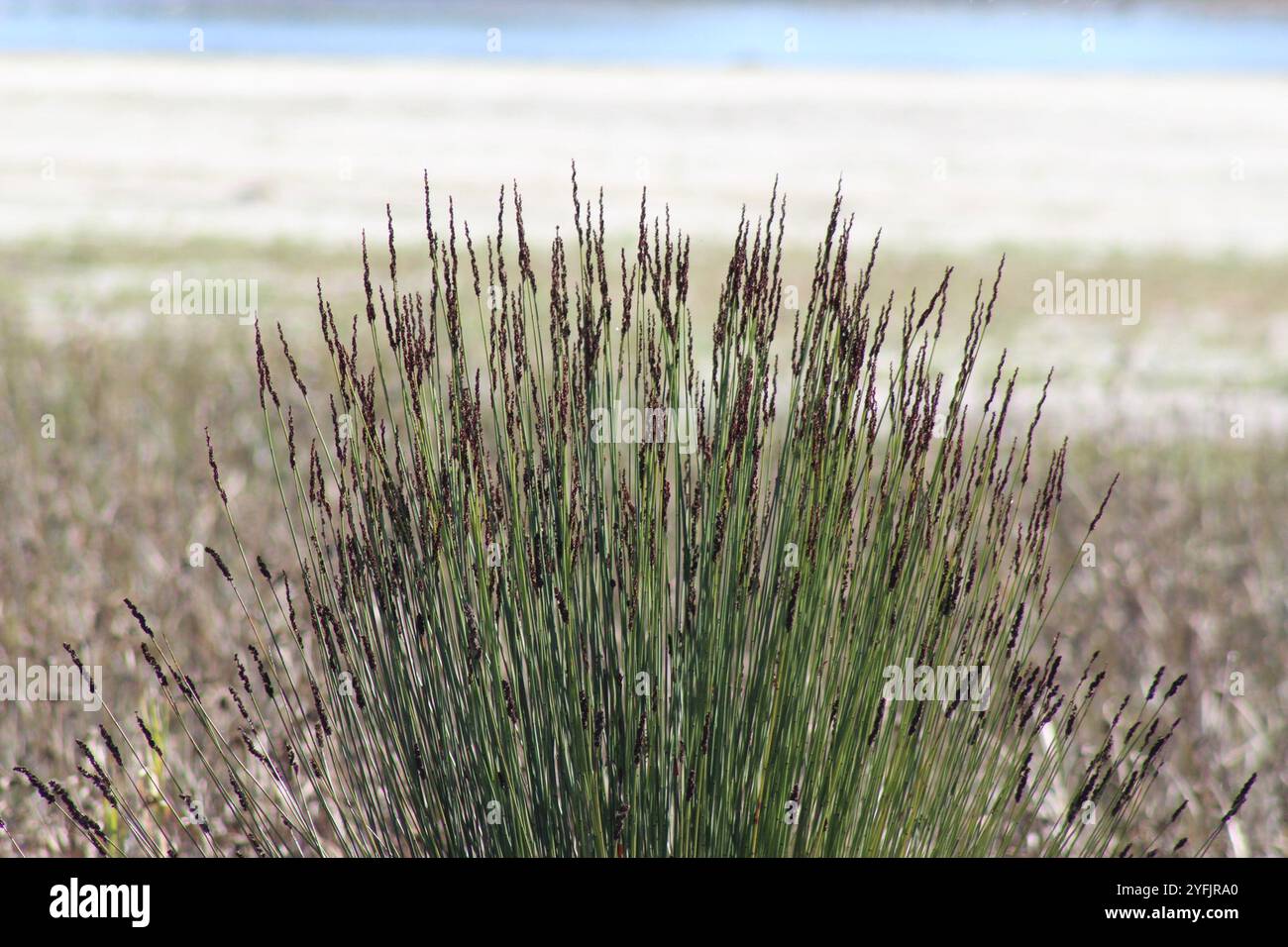 Cape Thatching Reed (Elegia tectorum Stock Photo - Alamy