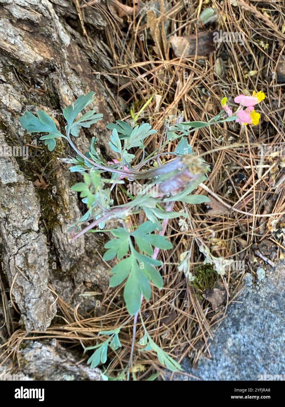 Capnoides sempervirens hi-res stock photography and images - Alamy