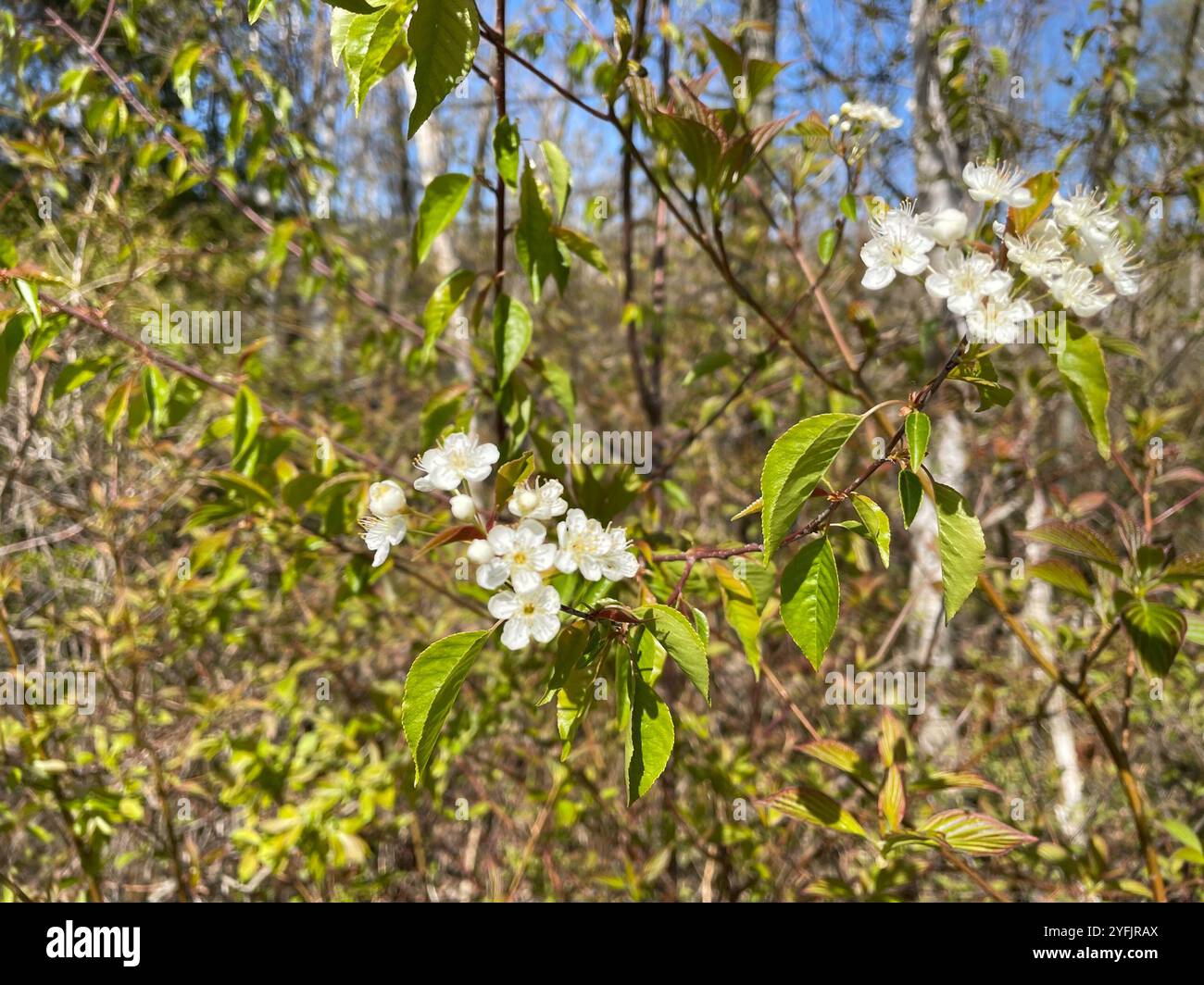 fire cherry (Prunus pensylvanica Stock Photo - Alamy
