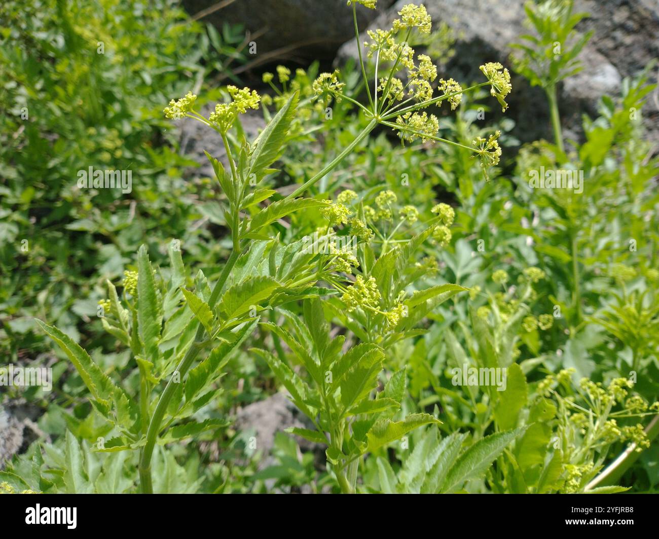 Western Sweet-cicely (Osmorhiza occidentalis Stock Photo - Alamy