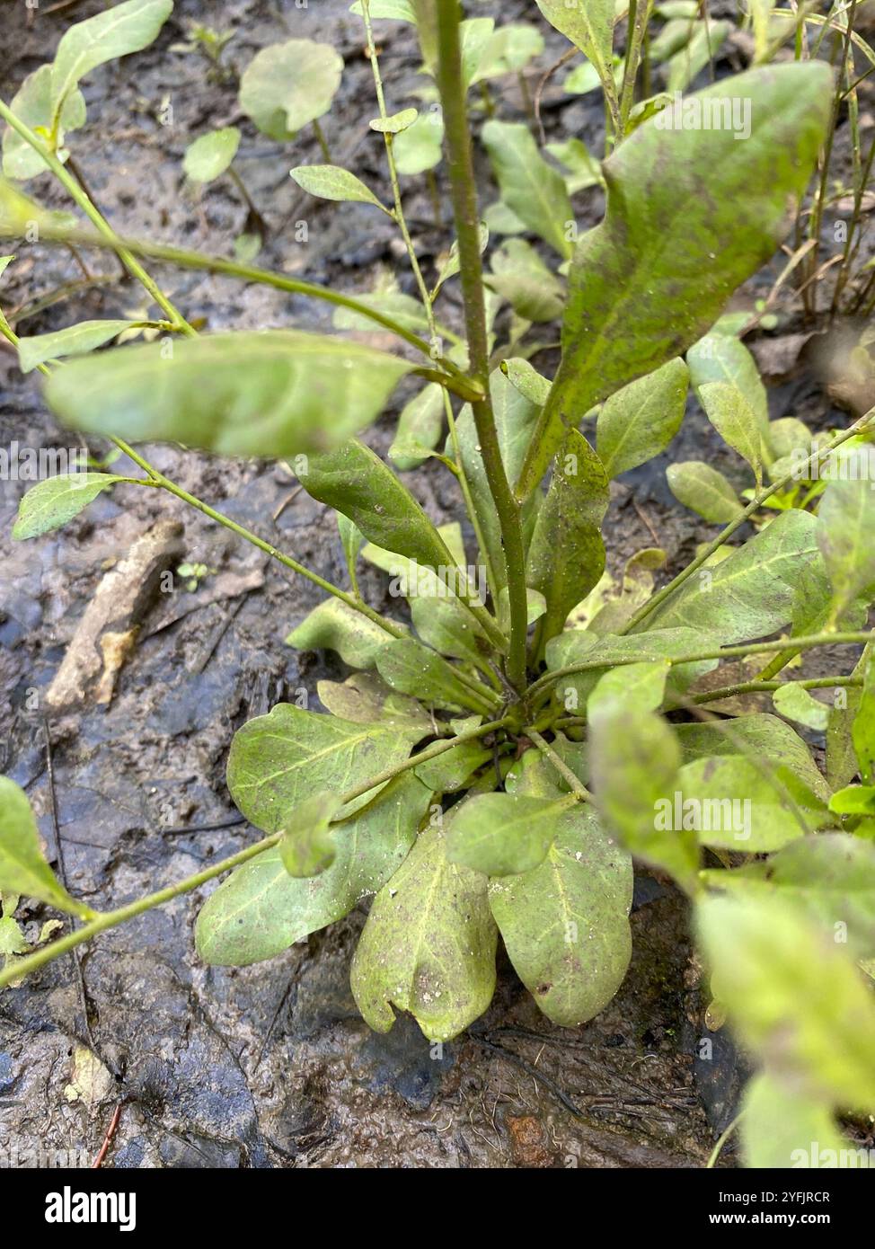 seaside brookweed (Samolus parviflorus Stock Photo - Alamy