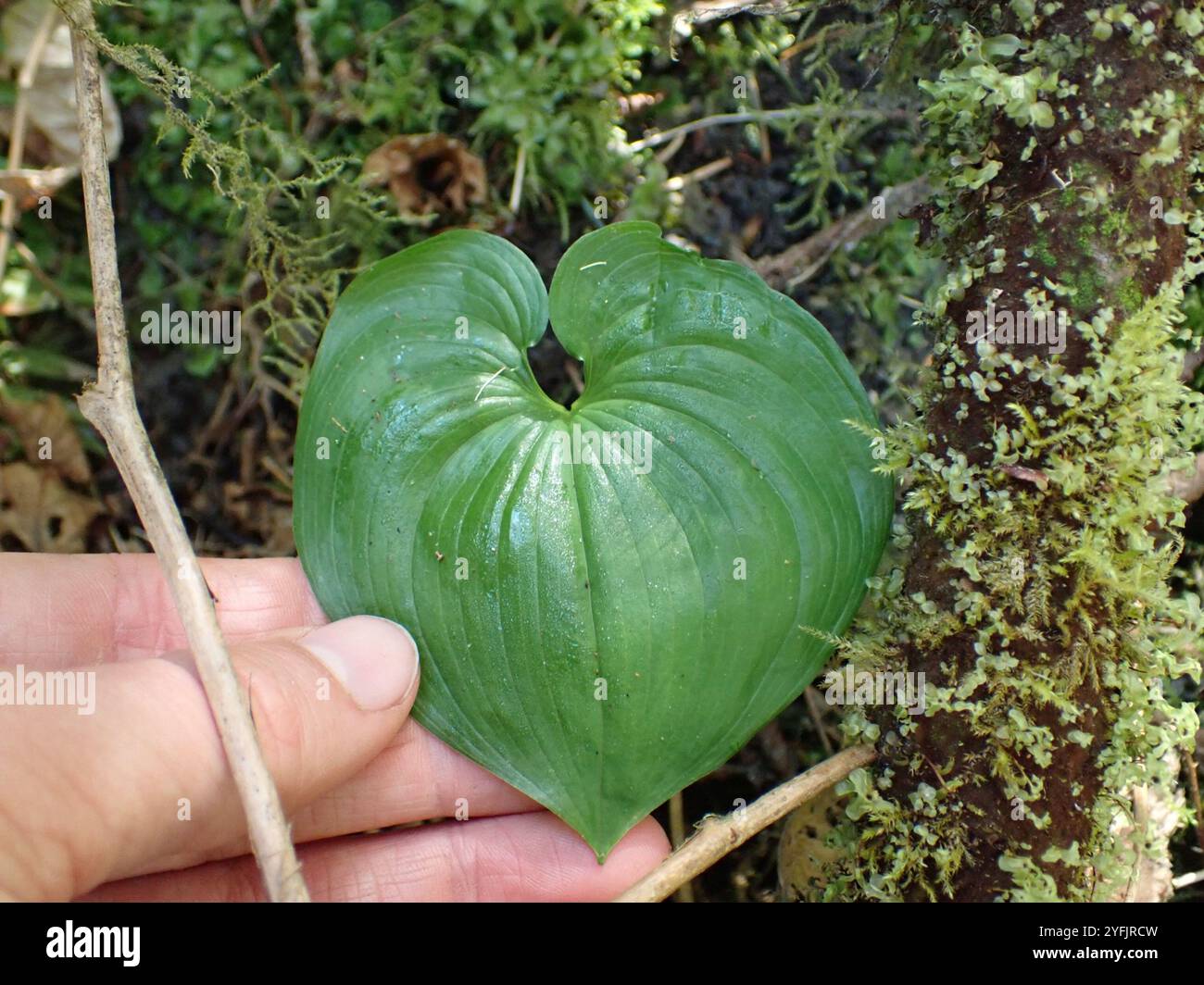 Western Lily of the Valley (Maianthemum dilatatum Stock Photo - Alamy