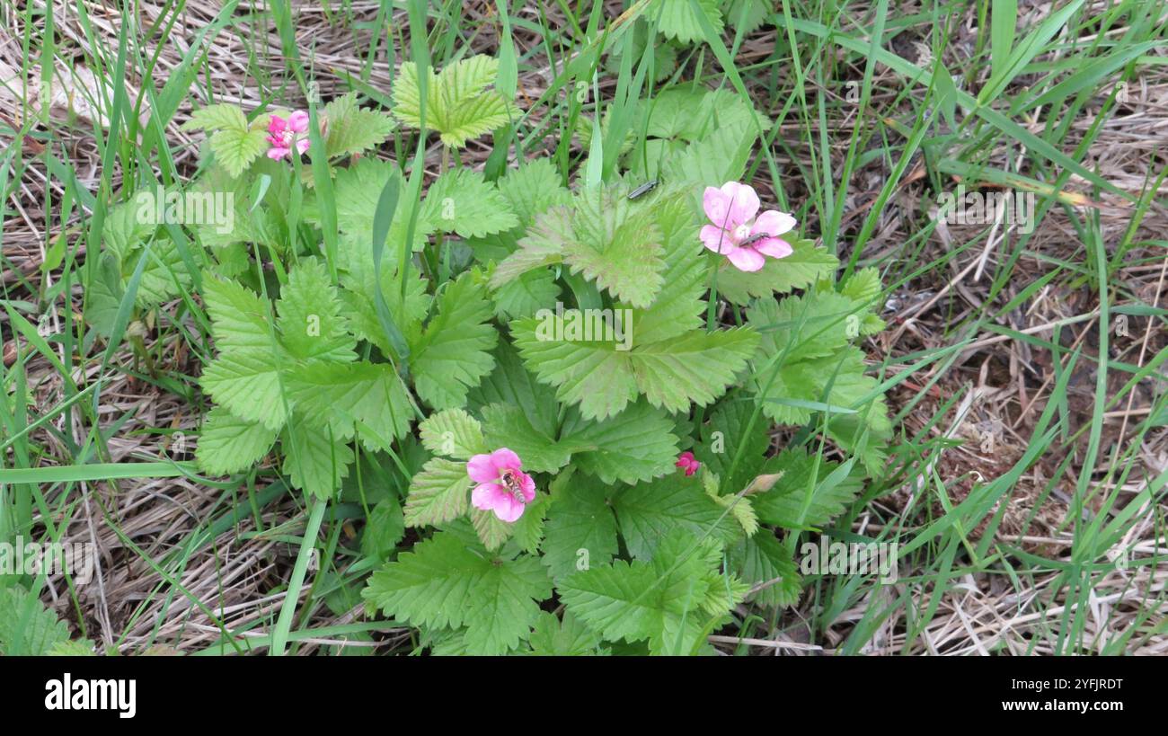 Arctic raspberry (Rubus arcticus Stock Photo - Alamy