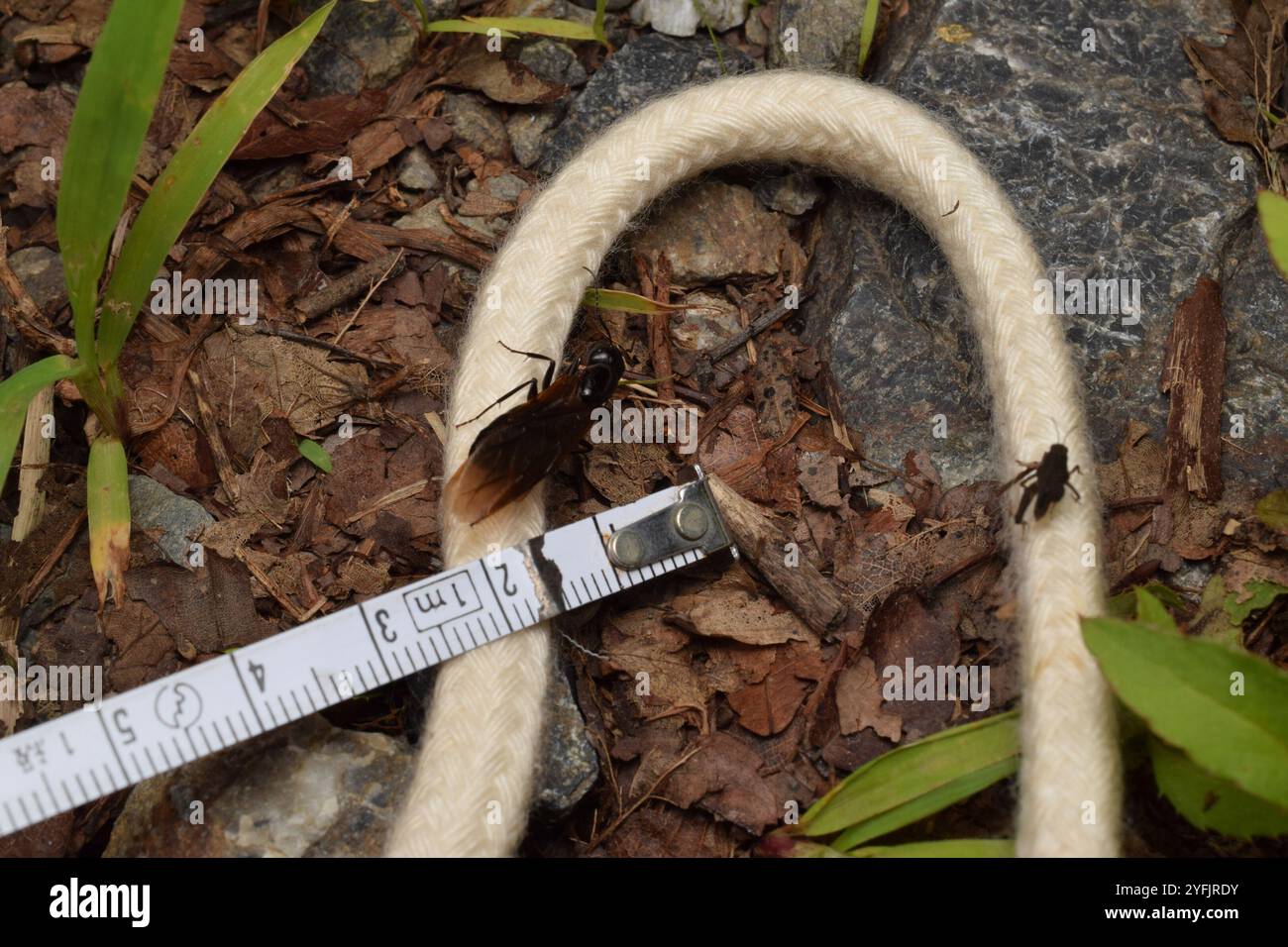 Japanese Carpenter Ant (Camponotus japonicus Stock Photo - Alamy