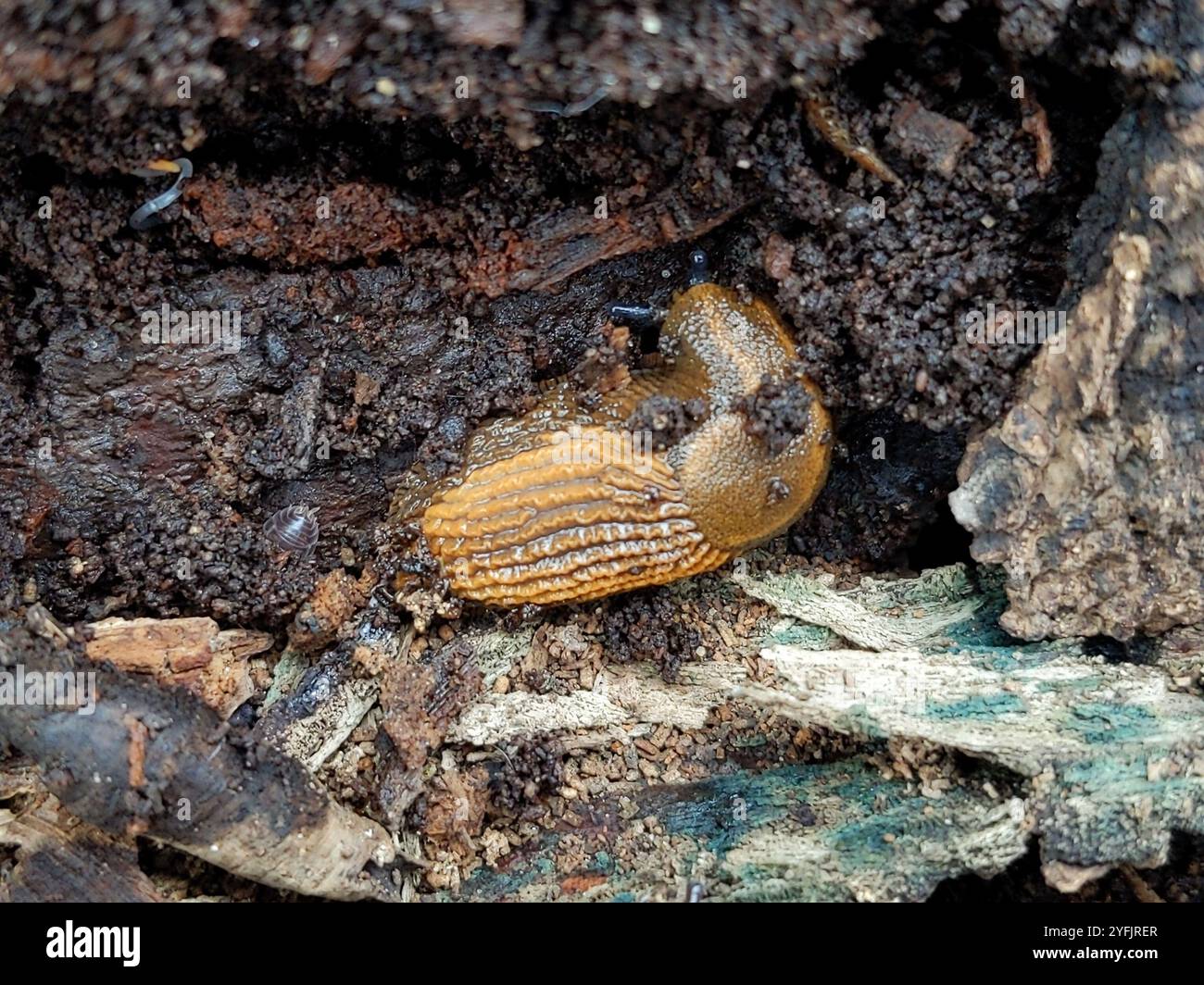 Spanish Slug (Arion vulgaris Stock Photo - Alamy