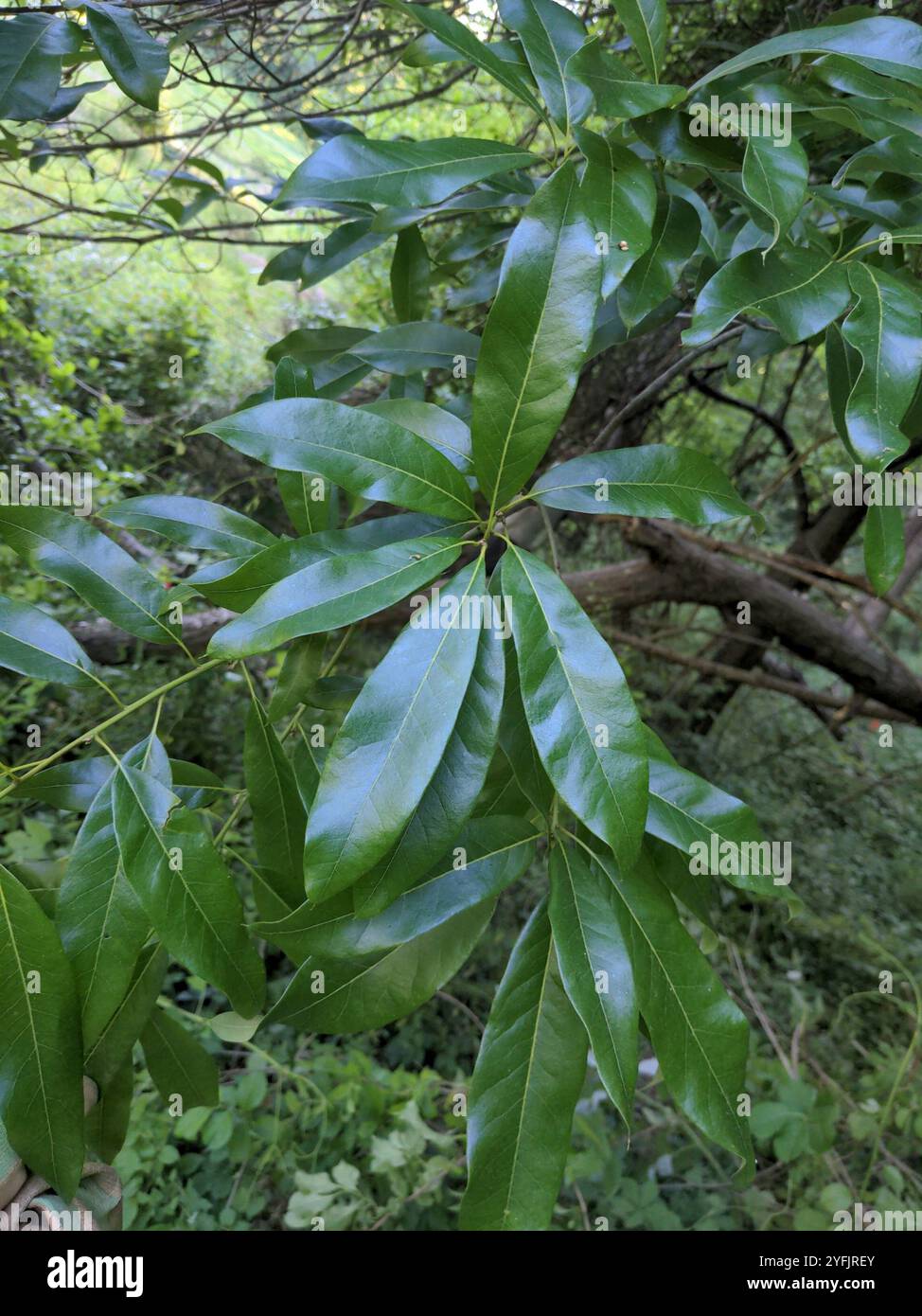 shingle oak (Quercus imbricaria Stock Photo - Alamy