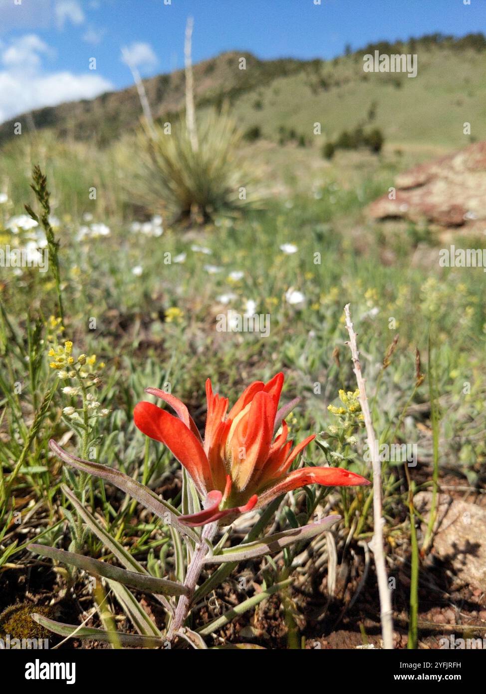 Wholeleaf Paintbrush (Castilleja integra Stock Photo - Alamy