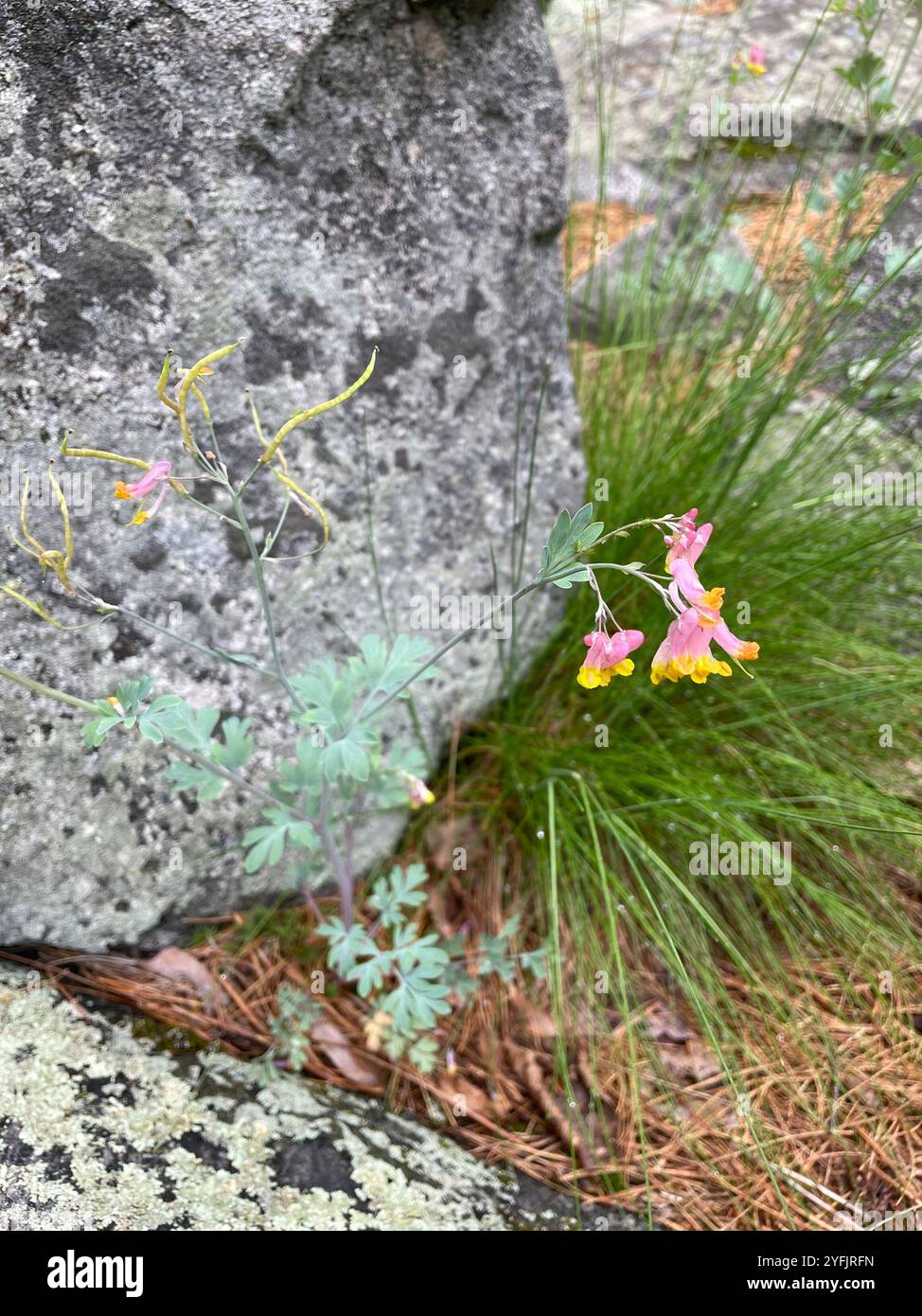 Capnoides sempervirens hi-res stock photography and images - Alamy