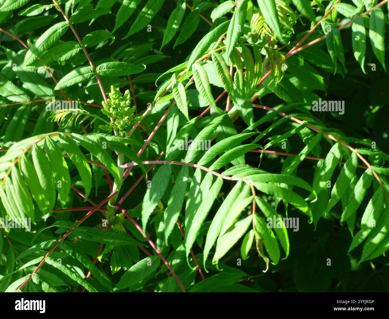 smooth sumac (Rhus glabra Stock Photo - Alamy