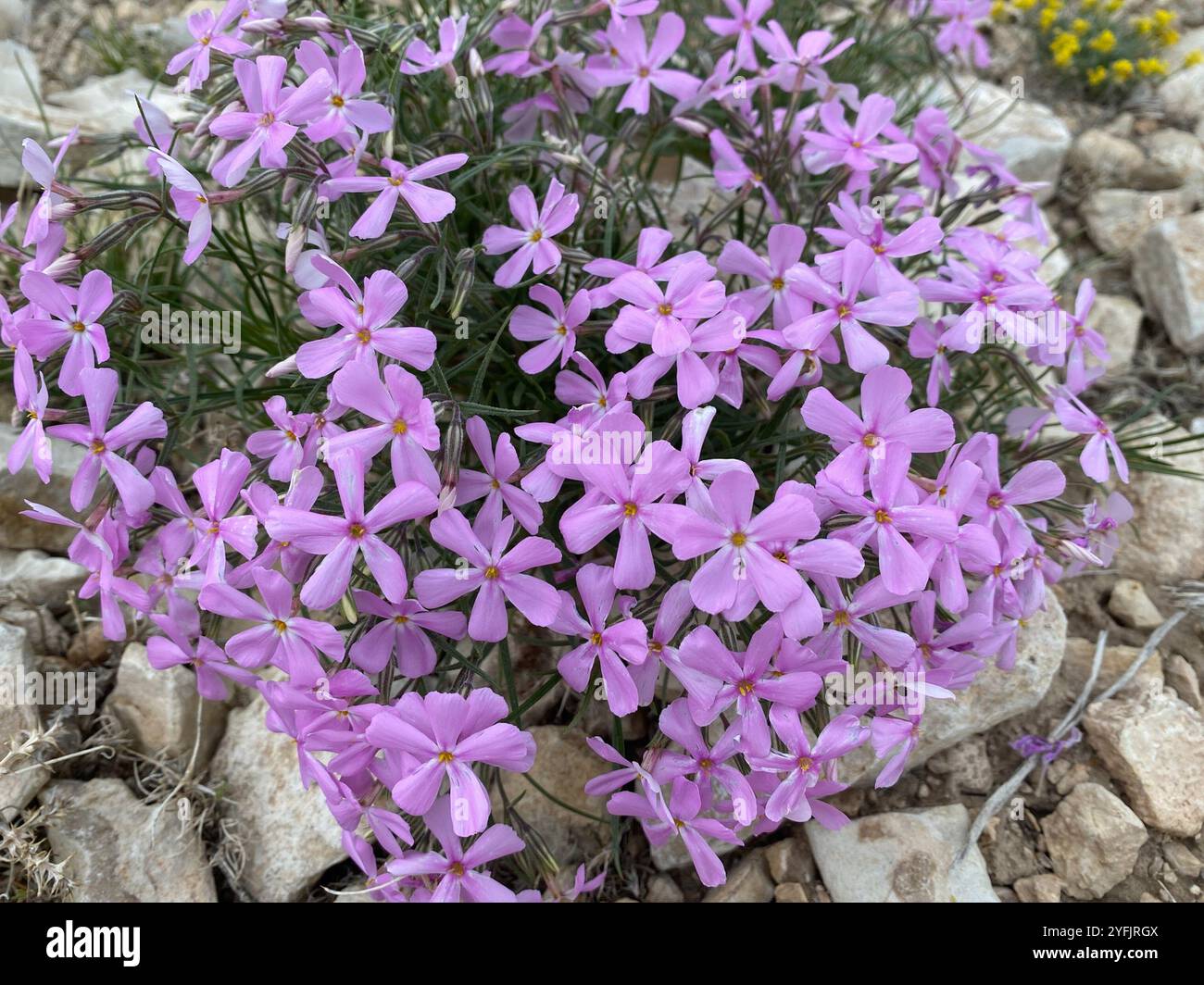 Longleaf Phlox (Phlox longifolia Stock Photo - Alamy