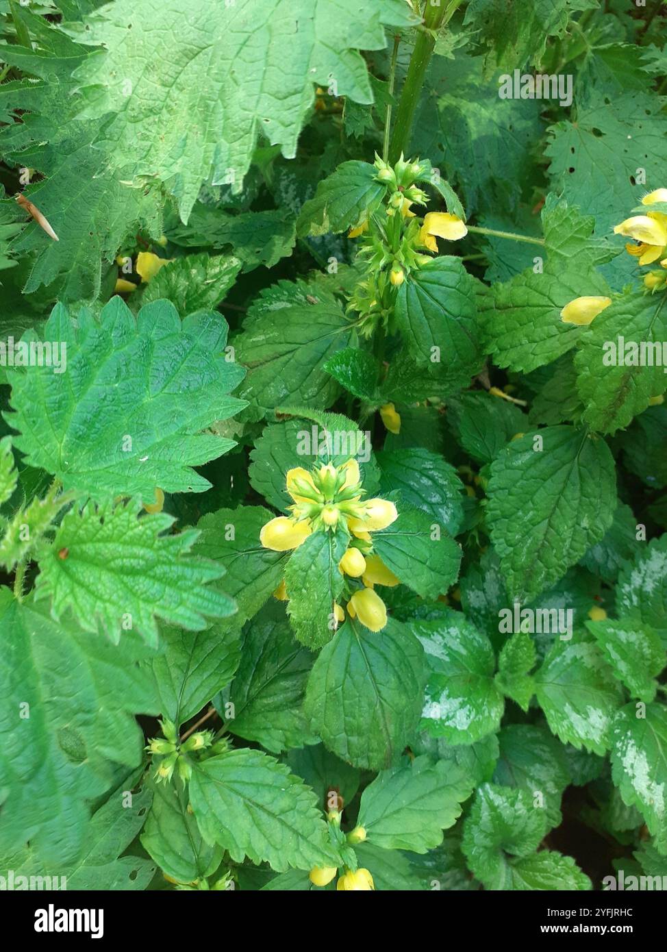 Variegated Yellow Archangel (Lamium galeobdolon argentatum Stock Photo ...
