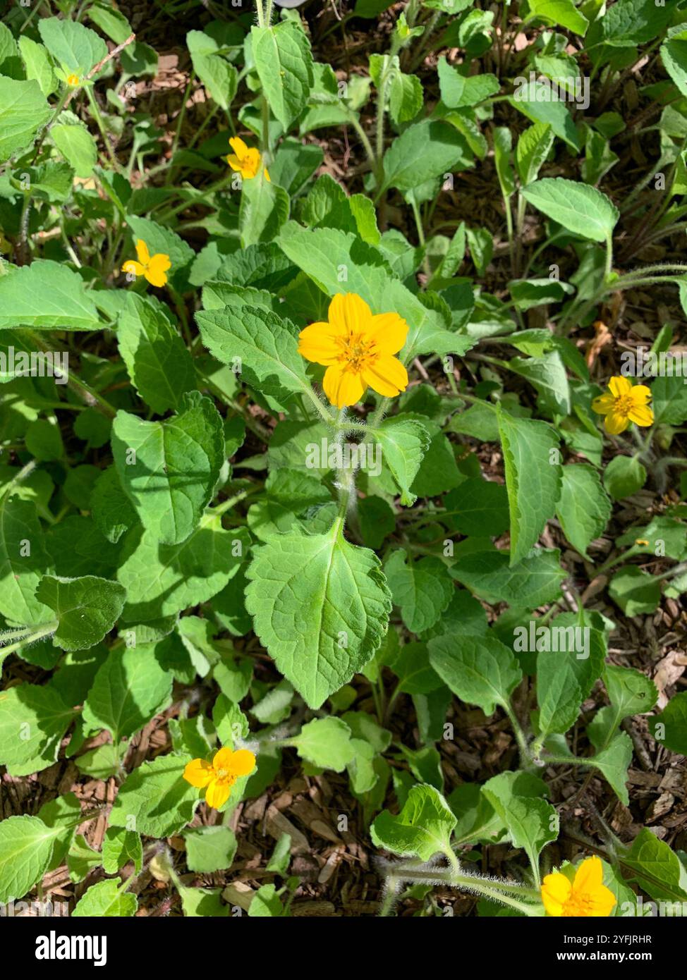 northern green-and-gold (Chrysogonum virginianum Stock Photo - Alamy