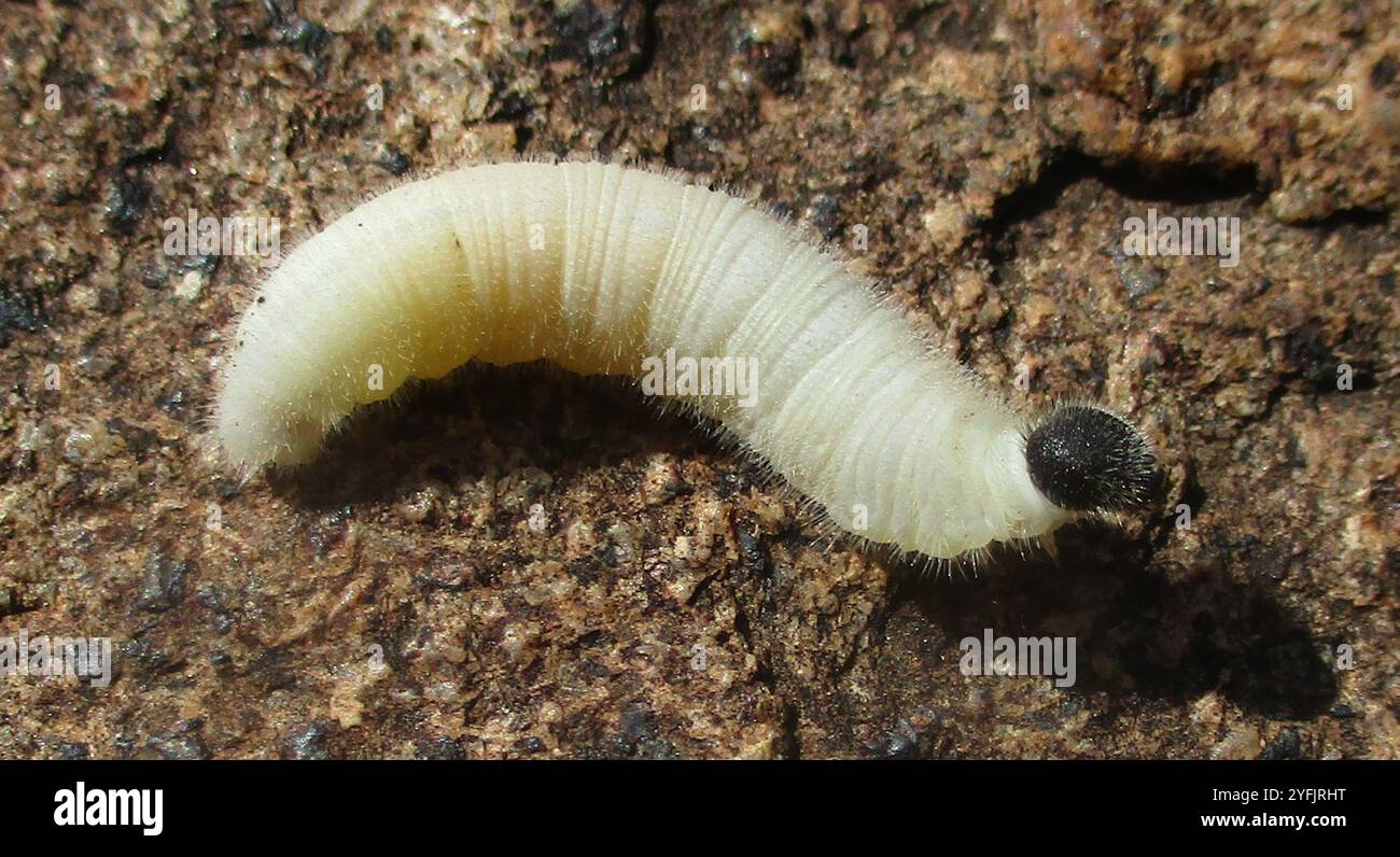 Spread wing skippers hi-res stock photography and images - Alamy