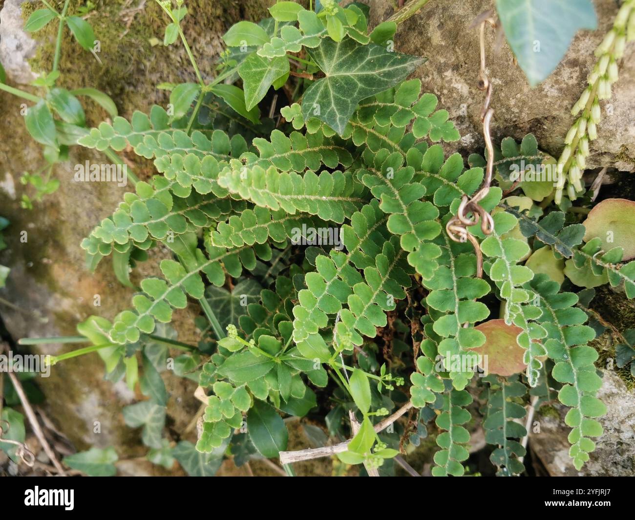 Rustyback (Asplenium ceterach Stock Photo - Alamy