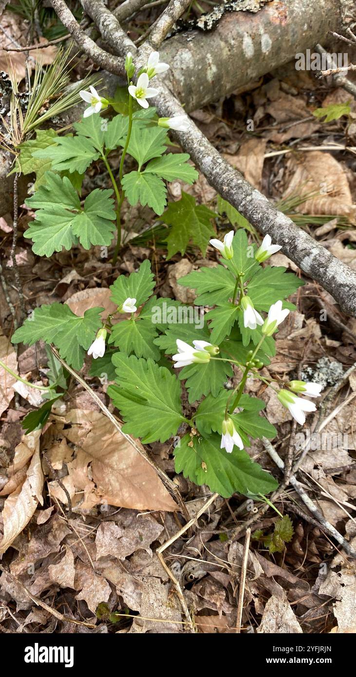 Two-leaved Toothwort (Cardamine diphylla Stock Photo - Alamy