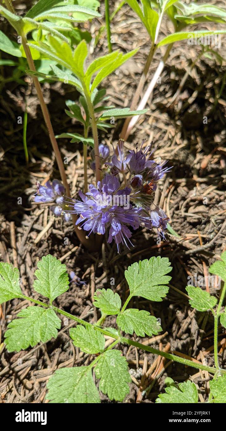 alpine waterleaf (Hydrophyllum alpestre Stock Photo - Alamy
