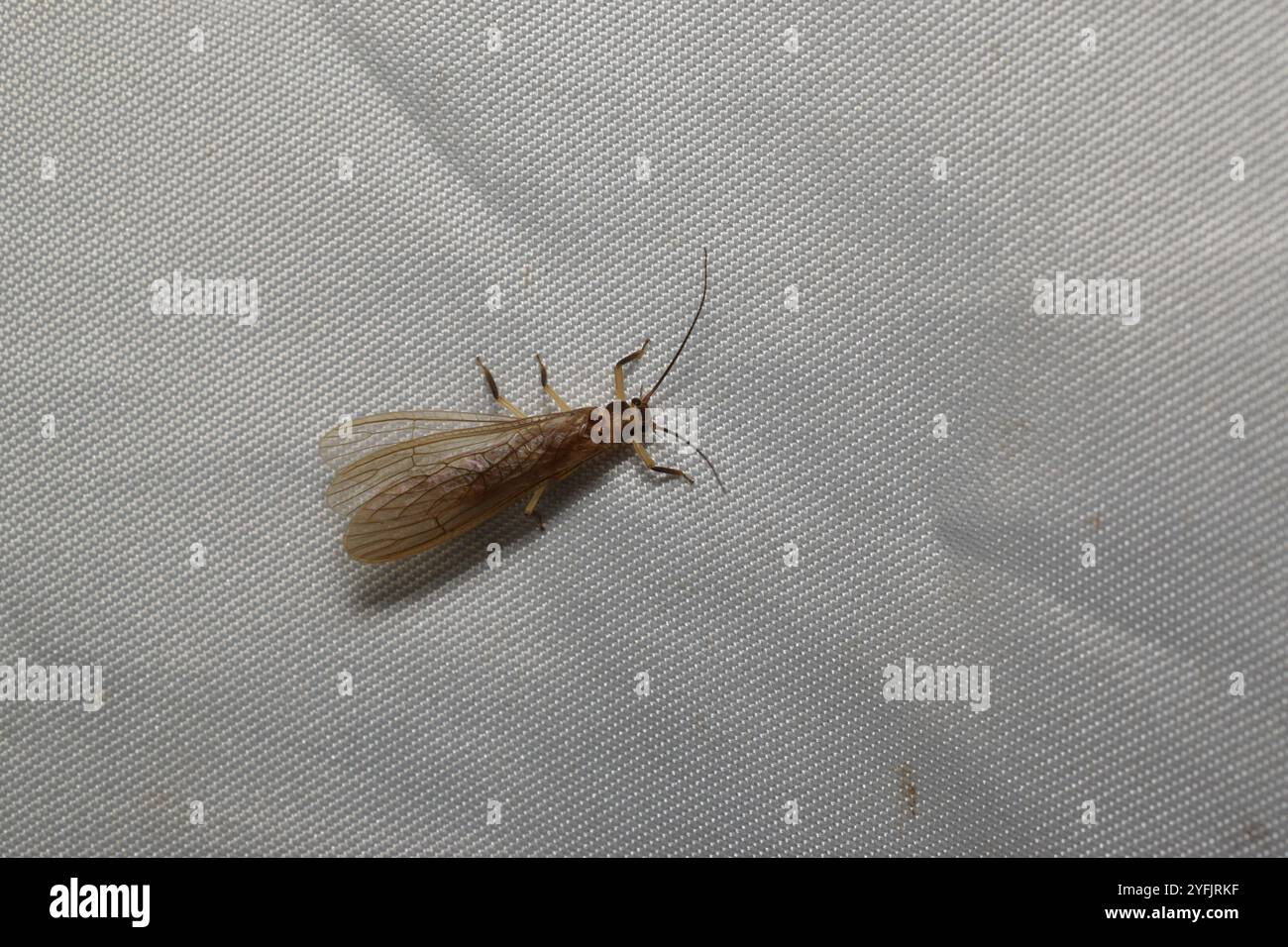 Neoperla hi-res stock photography and images - Alamy