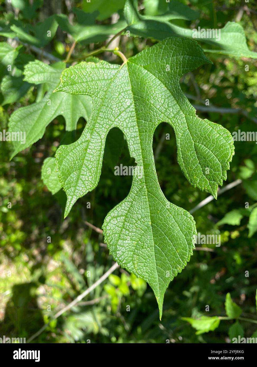 red mulberry (Morus rubra Stock Photo - Alamy