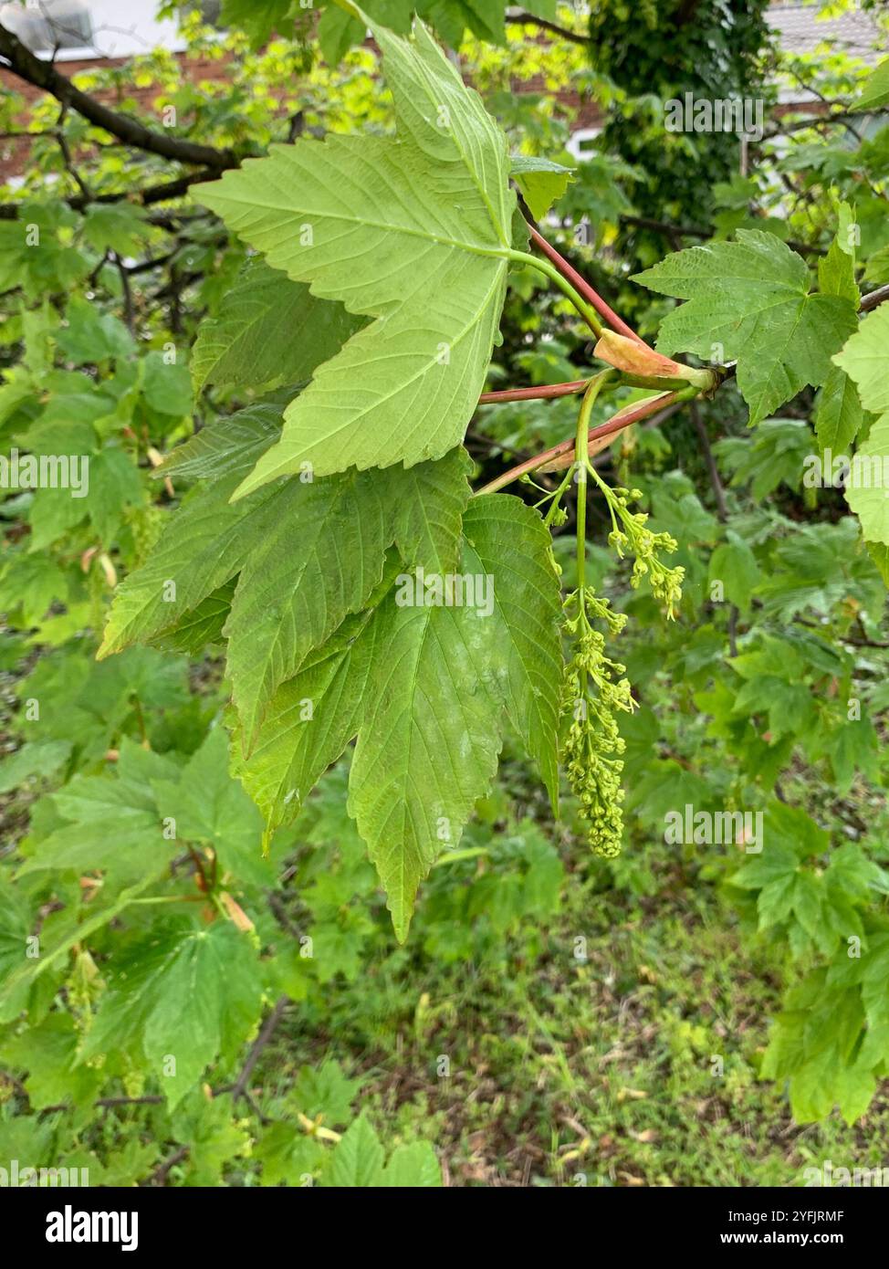 sycamore maple (Acer pseudoplatanus Stock Photo - Alamy