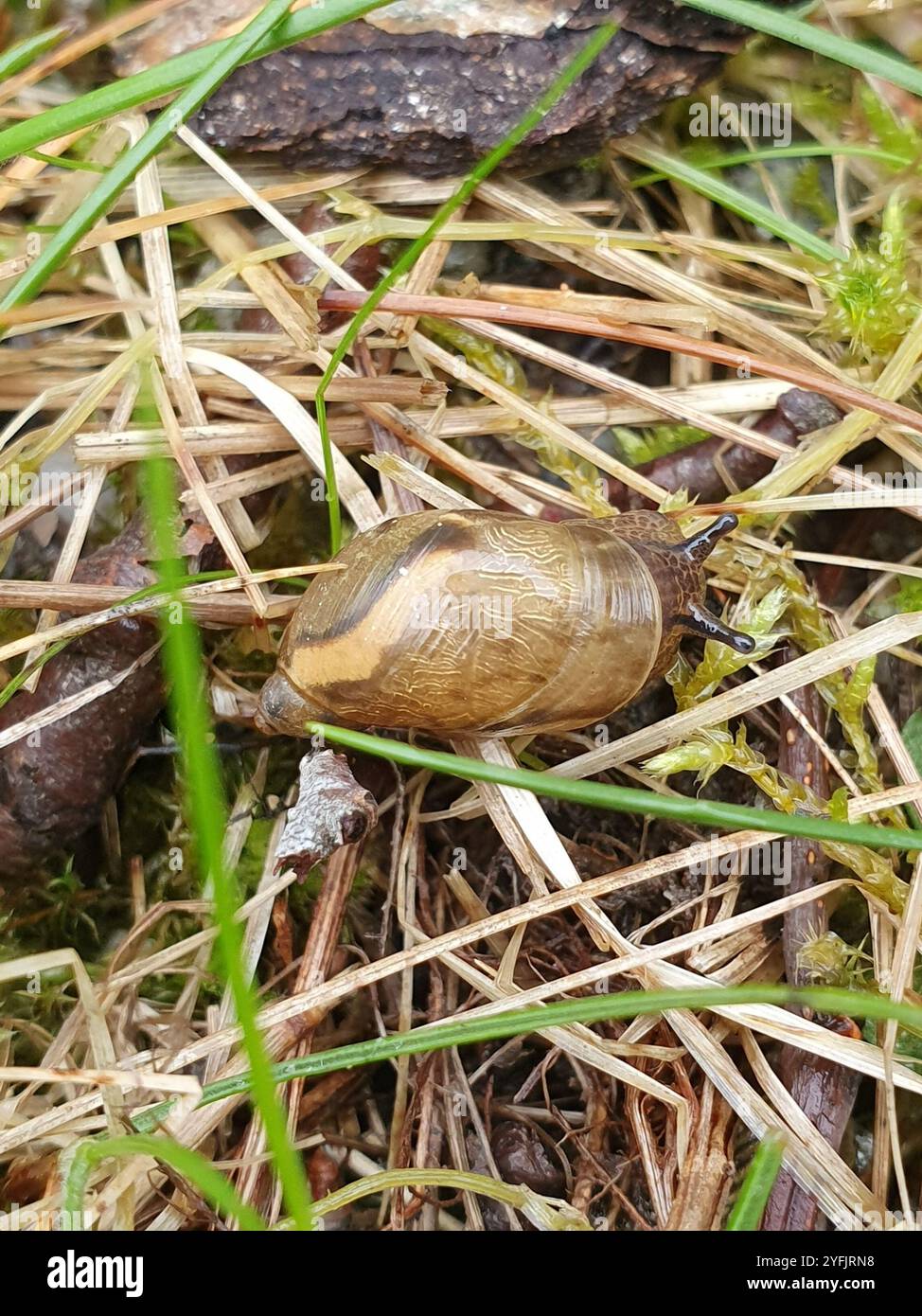 Common European Ambersnail (Succinea putris Stock Photo - Alamy