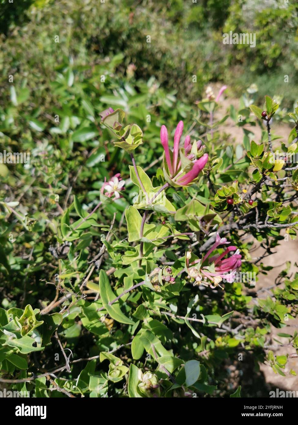 Mediterranean Honeysuckle (Lonicera implexa Stock Photo - Alamy