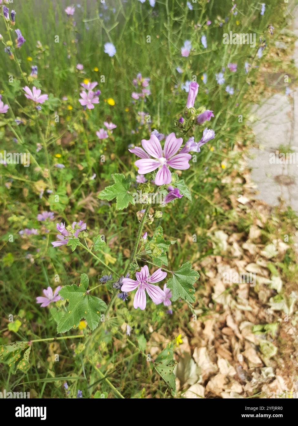 Common Mallow (Malva sylvestris Stock Photo - Alamy