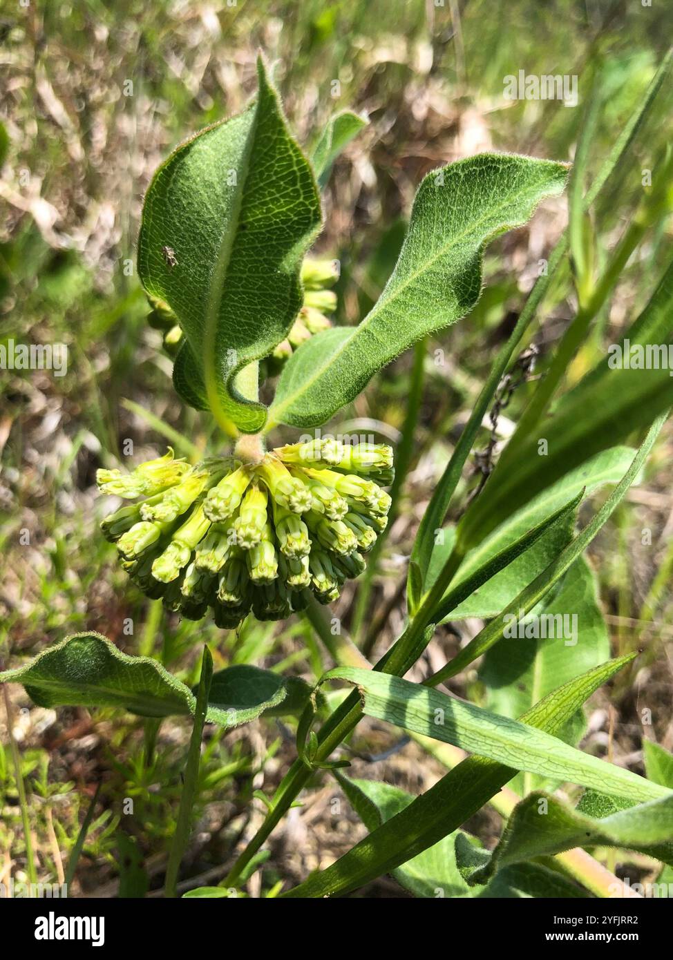 green comet milkweed (Asclepias viridiflora Stock Photo - Alamy