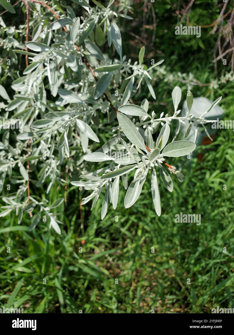 Russian olive (Elaeagnus angustifolia Stock Photo - Alamy