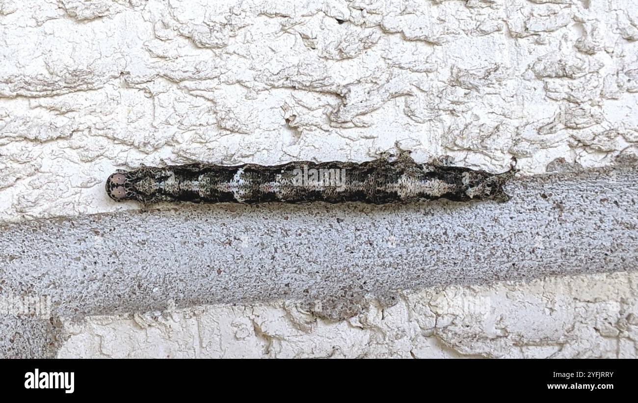 Live Oak Metria Moth (Metria amella Stock Photo - Alamy