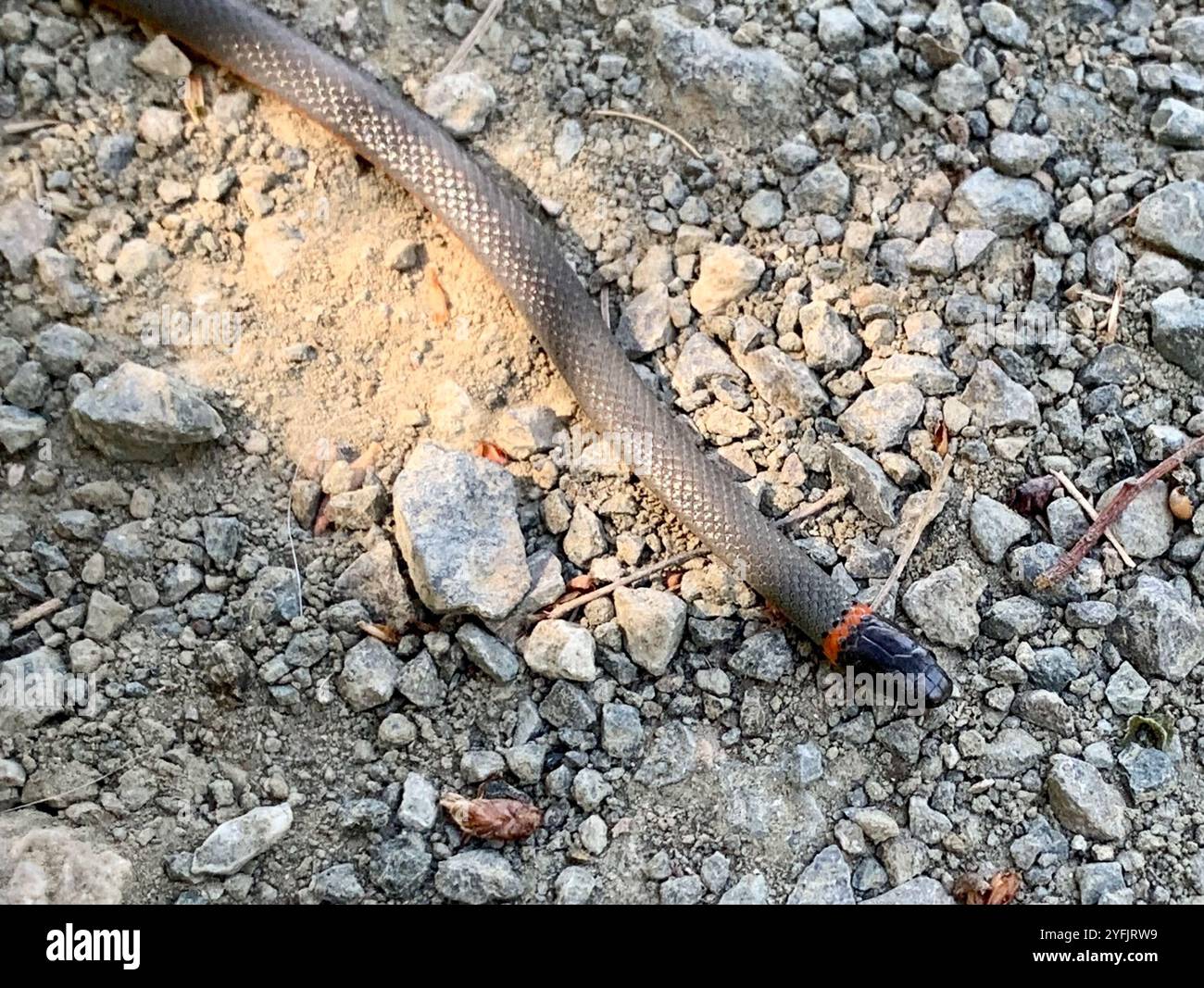 Pacific Ringneck Snake (Diadophis punctatus amabilis Stock Photo - Alamy
