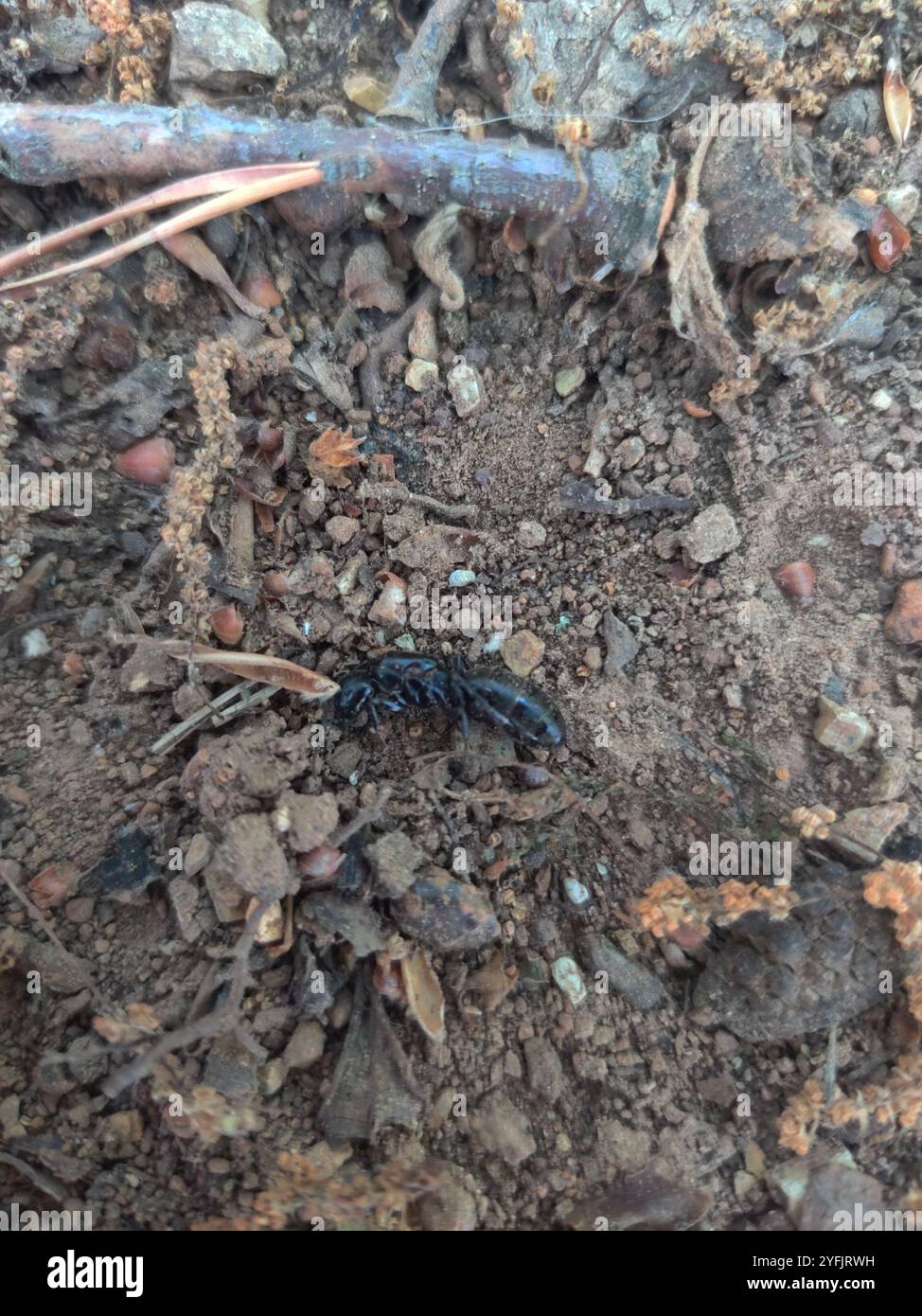 Eastern Black Carpenter Ant (Camponotus pennsylvanicus Stock Photo - Alamy