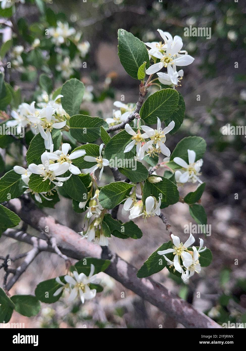 Utah serviceberry hi-res stock photography and images - Alamy