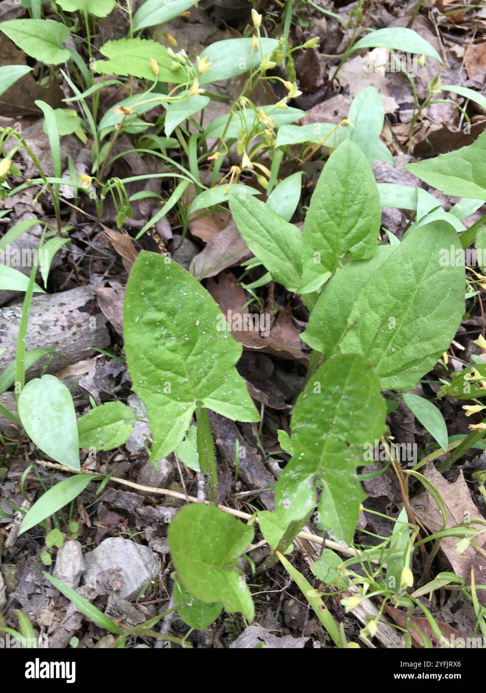 Nabalus crepidineus hi-res stock photography and images - Alamy