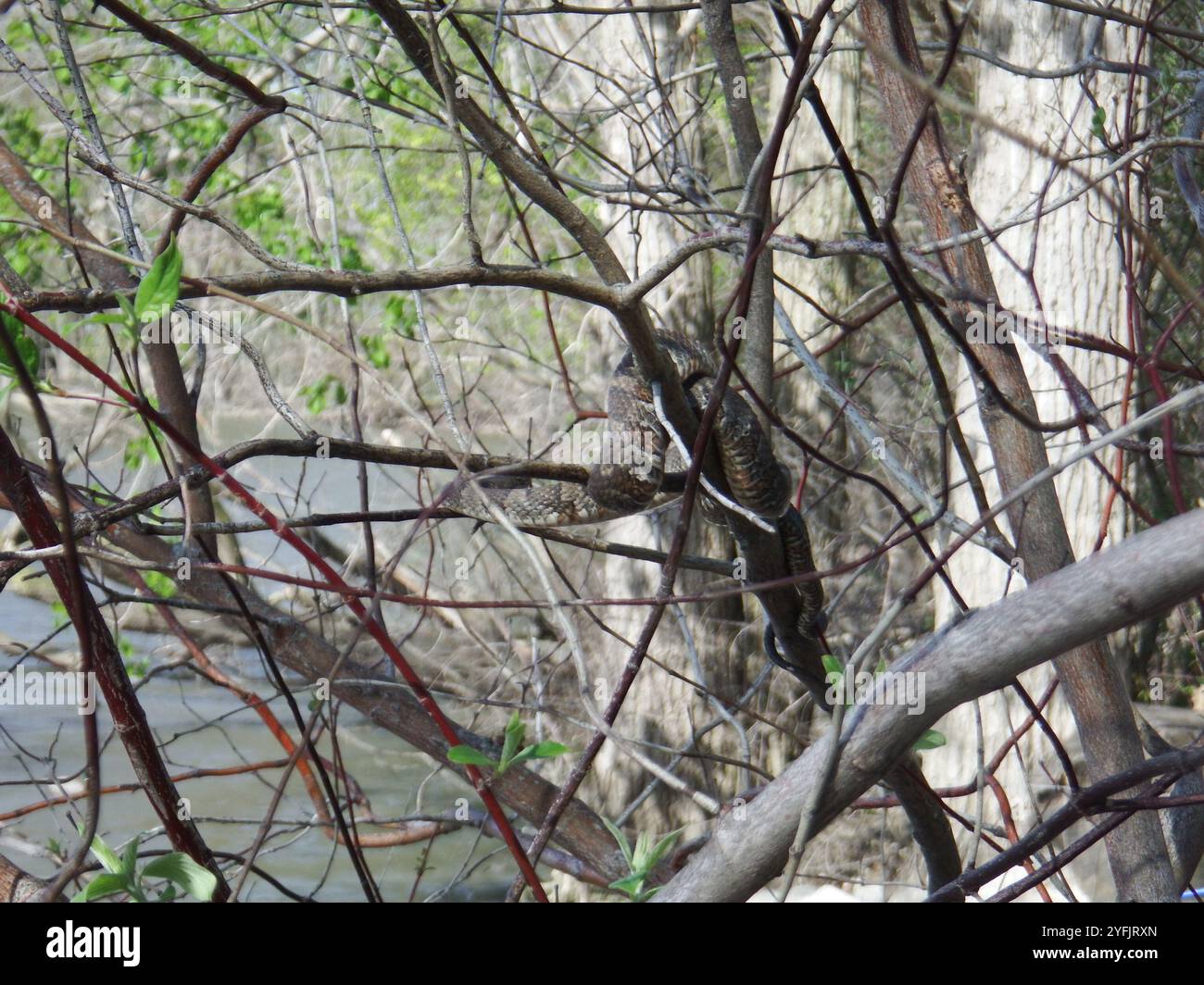Common Watersnake (Nerodia sipedon Stock Photo - Alamy