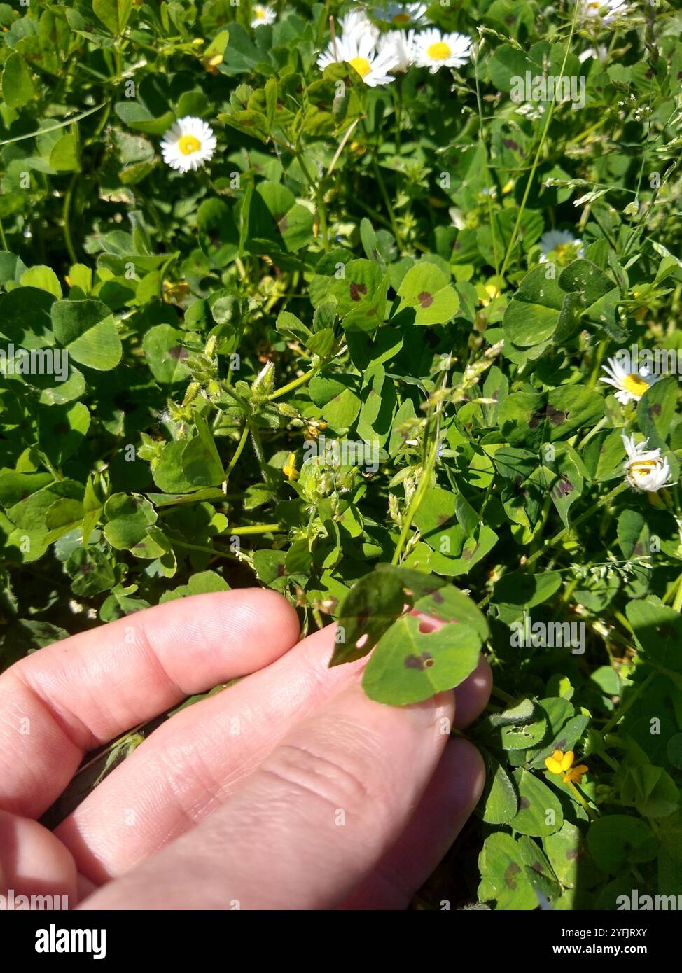 Spotted medick (Medicago arabica Stock Photo - Alamy