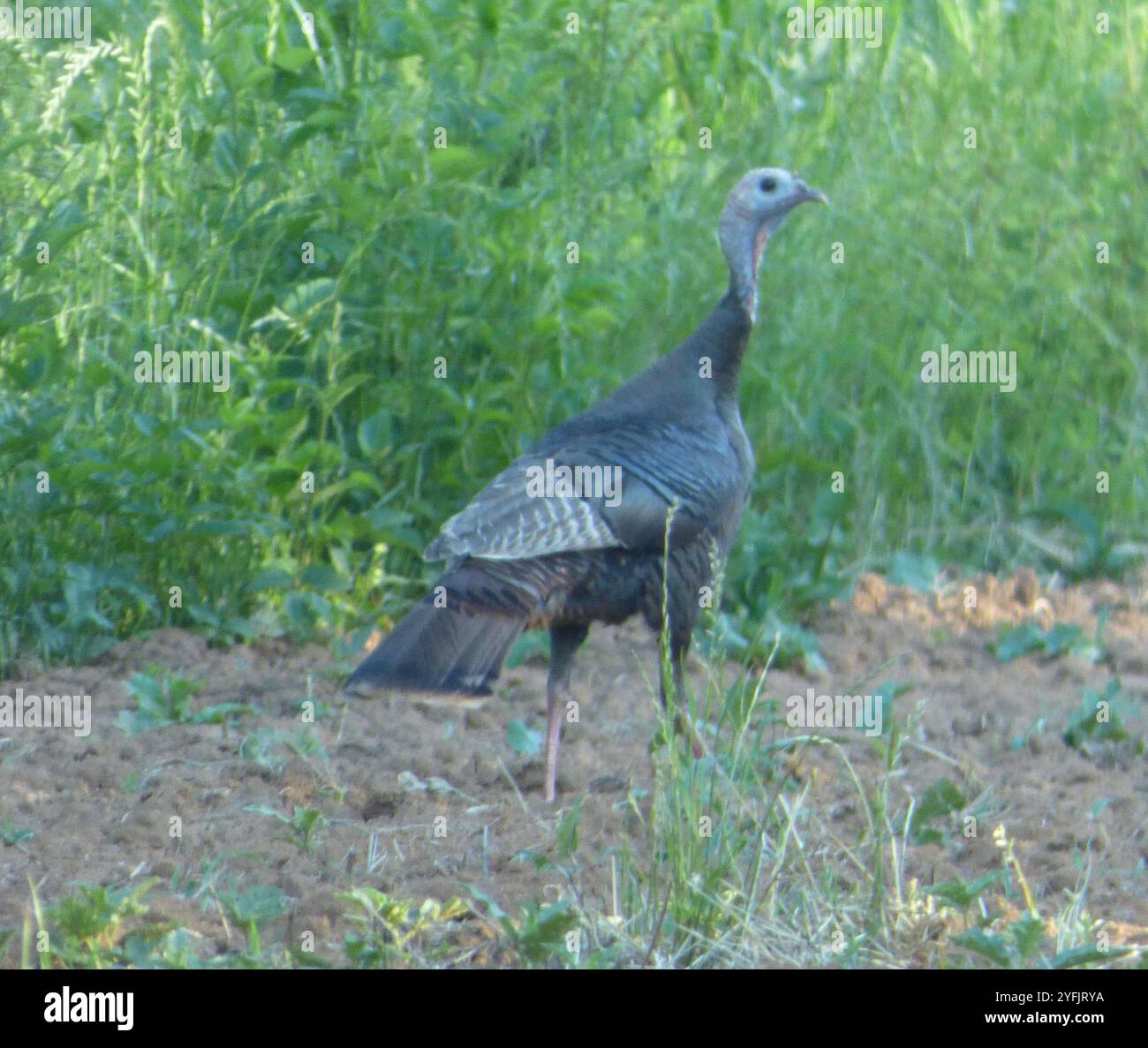 Wild Turkey (Meleagris gallopavo Stock Photo - Alamy