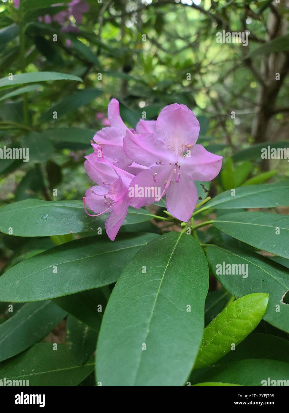 rhododendrons and azaleas (Rhododendron Stock Photo - Alamy