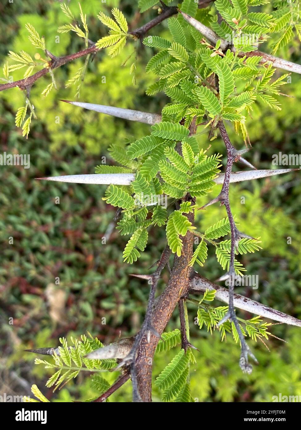 twisted acacia (Vachellia tortuosa Stock Photo - Alamy