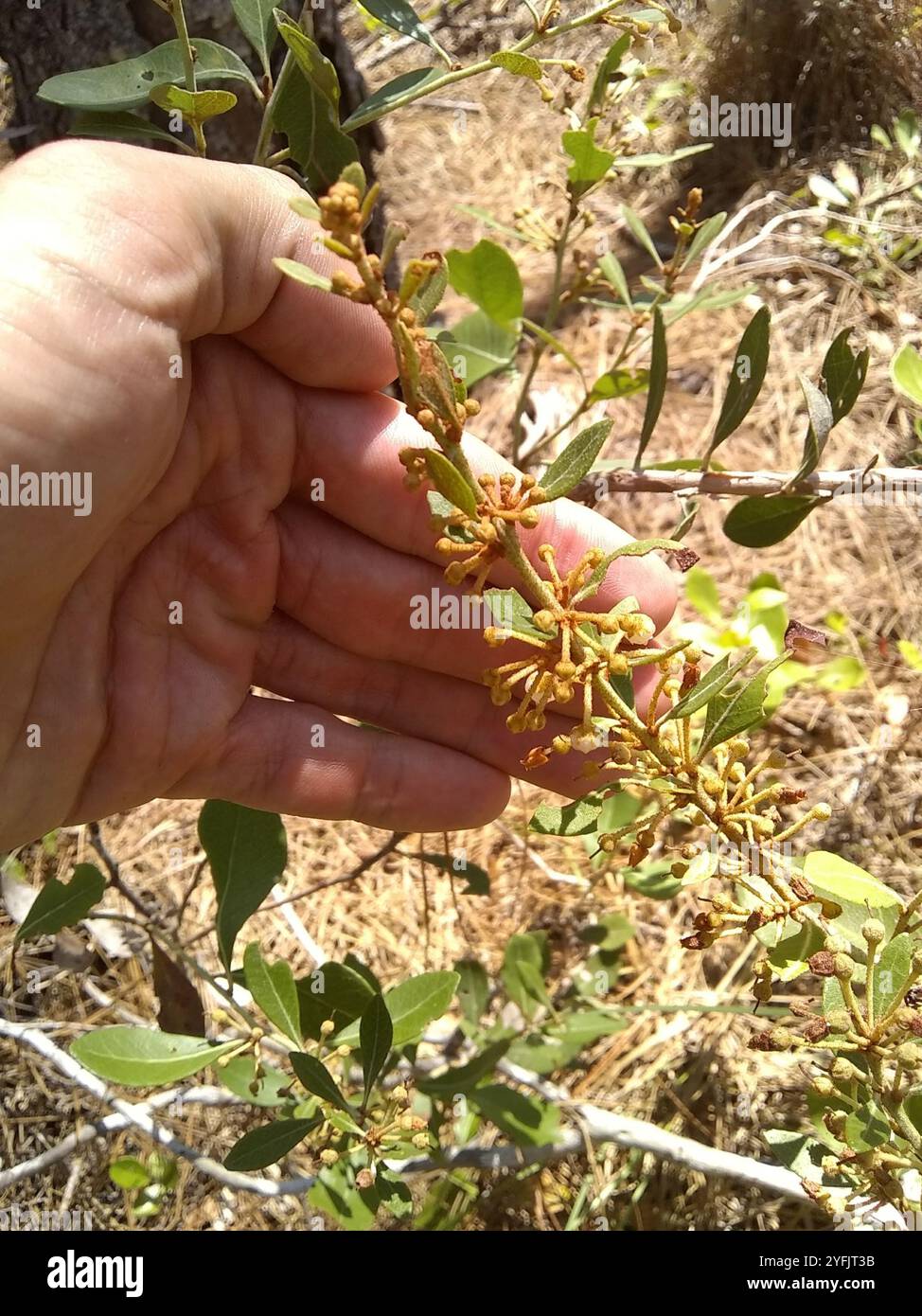 coastal plain staggerbush (Lyonia fruticosa Stock Photo - Alamy