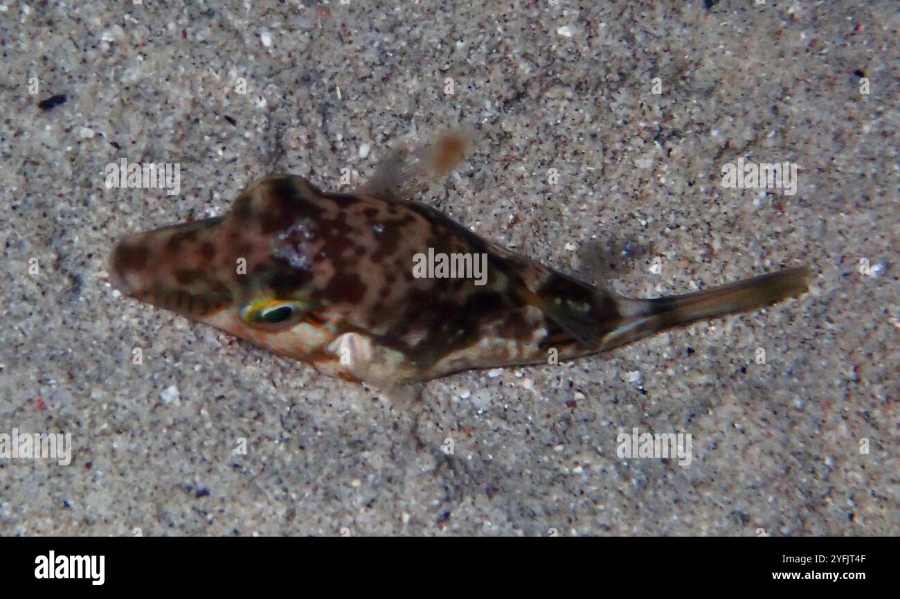 Caribbean Sharpnose Puffer (Canthigaster rostrata Stock Photo - Alamy