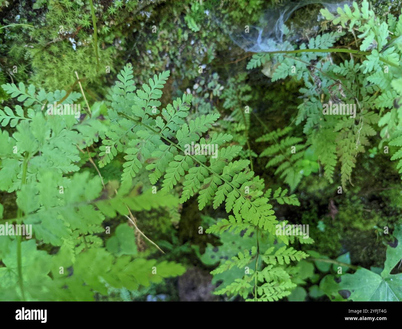 fragile ferns (Cystopteris Stock Photo - Alamy