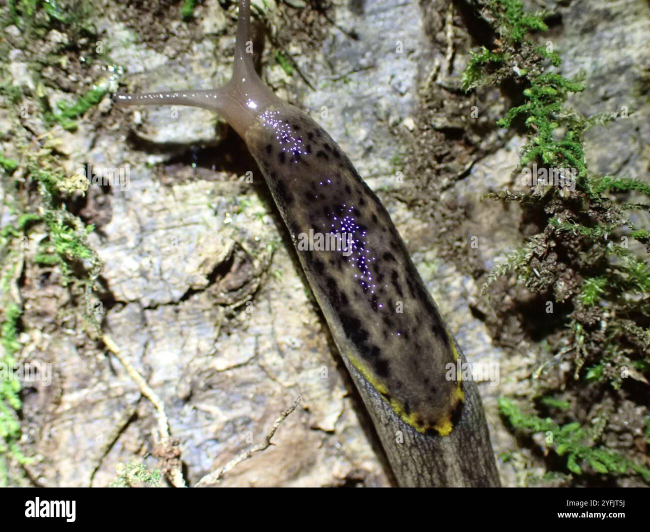 Yellow-bordered Taildropper (Prophysaon foliolatum Stock Photo - Alamy