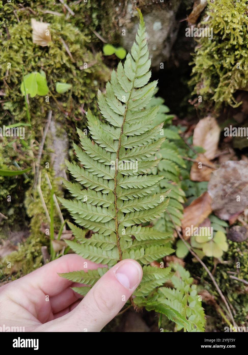 hard shield fern (Polystichum aculeatum Stock Photo - Alamy