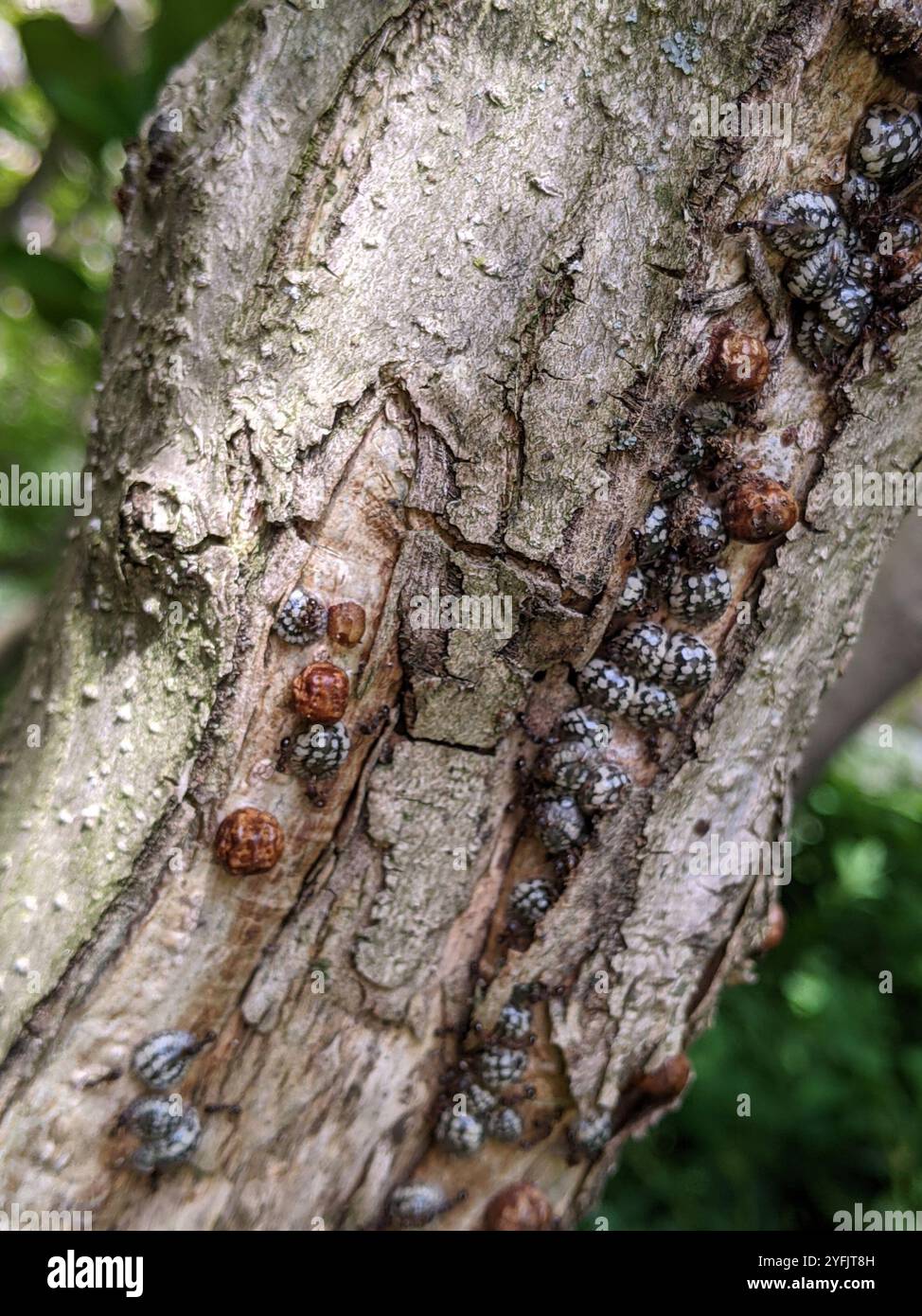 calico scale (Eulecanium cerasorum Stock Photo - Alamy