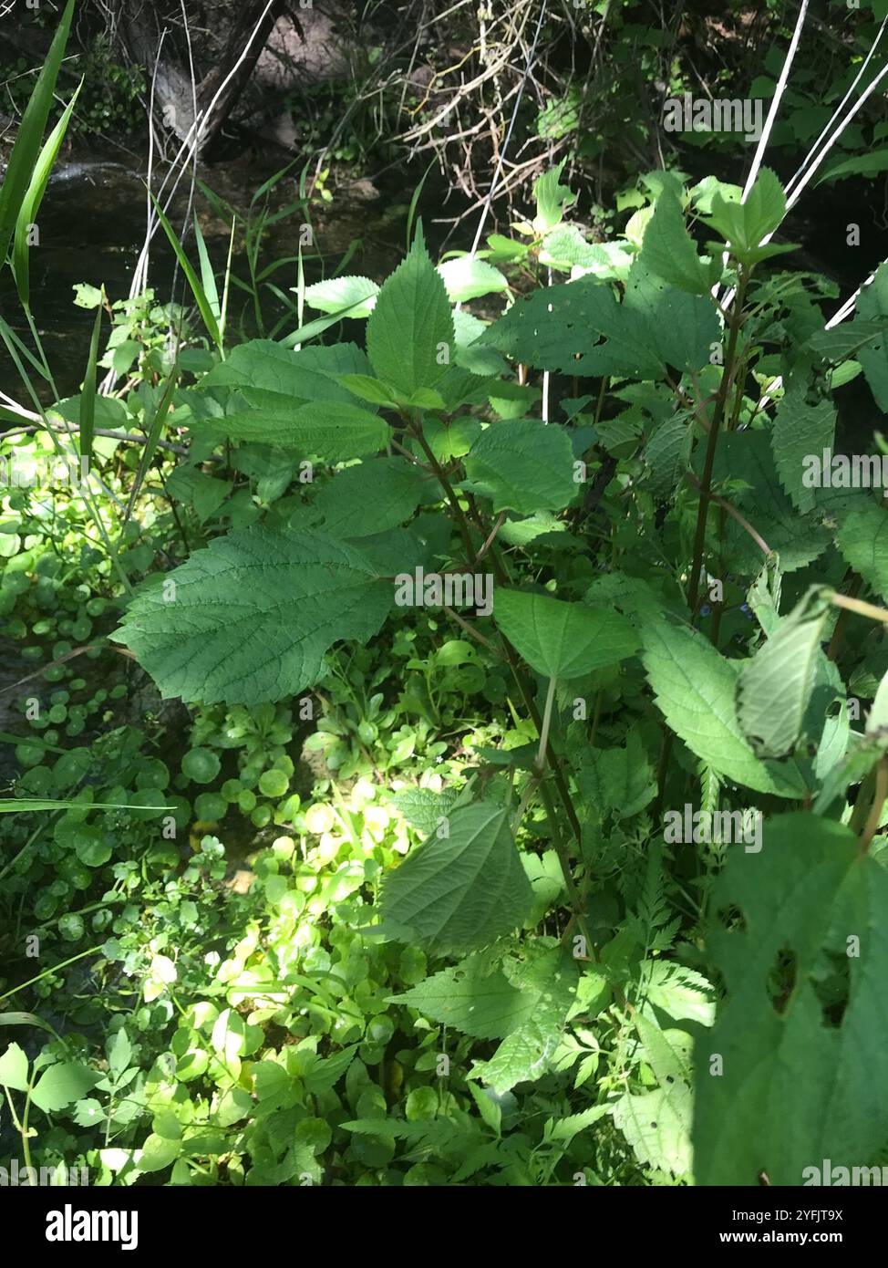 false nettle (Boehmeria cylindrica Stock Photo - Alamy