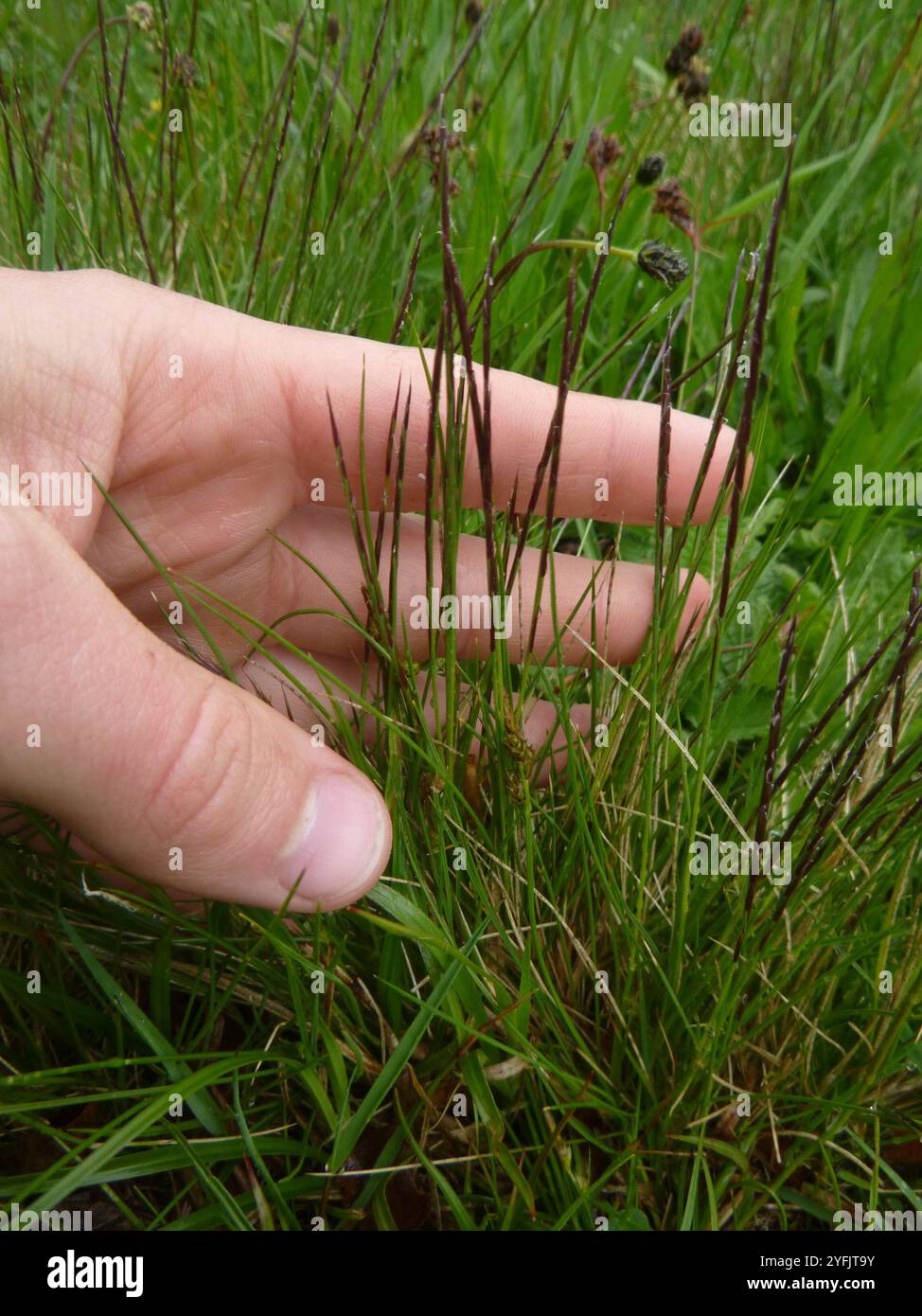 Nardus stricta hi-res stock photography and images - Alamy