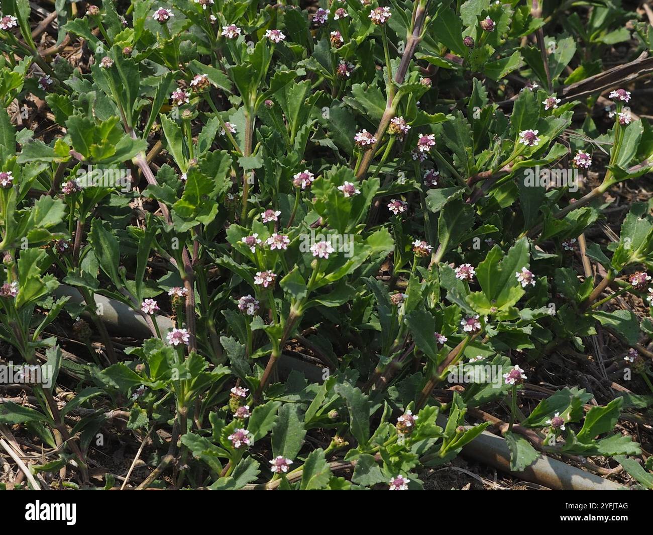 turkey tangle frogfruit (Phyla nodiflora Stock Photo - Alamy