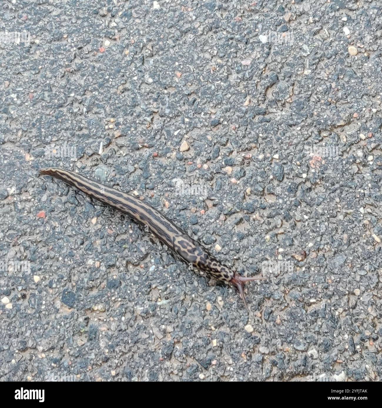 Leopard Slug (Limax maximus Stock Photo - Alamy
